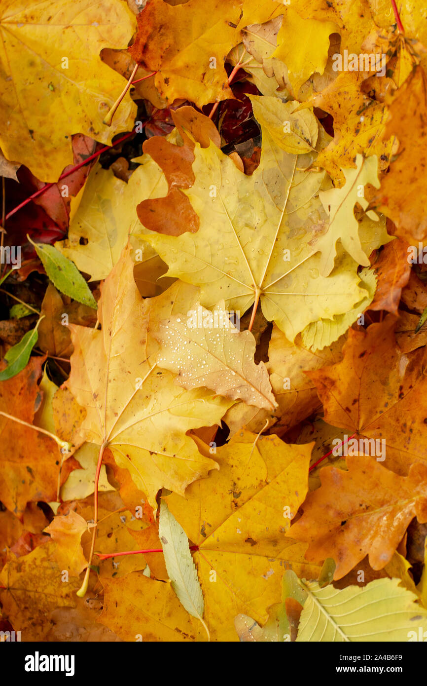 Texture of fallen leaves of different tree species on the ground Stock ...