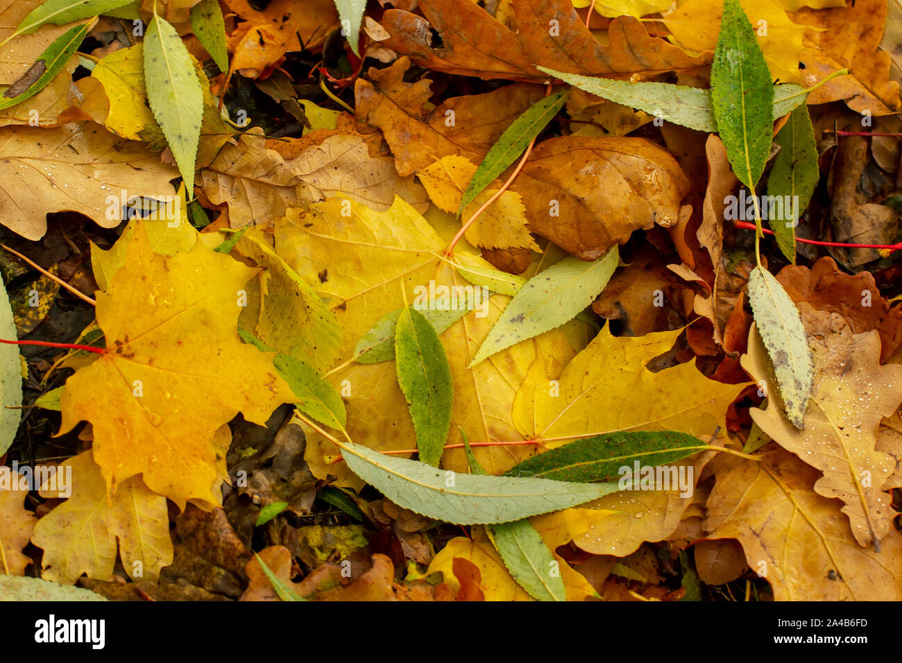 Texture of fallen leaves of different tree species on the ground Stock ...
