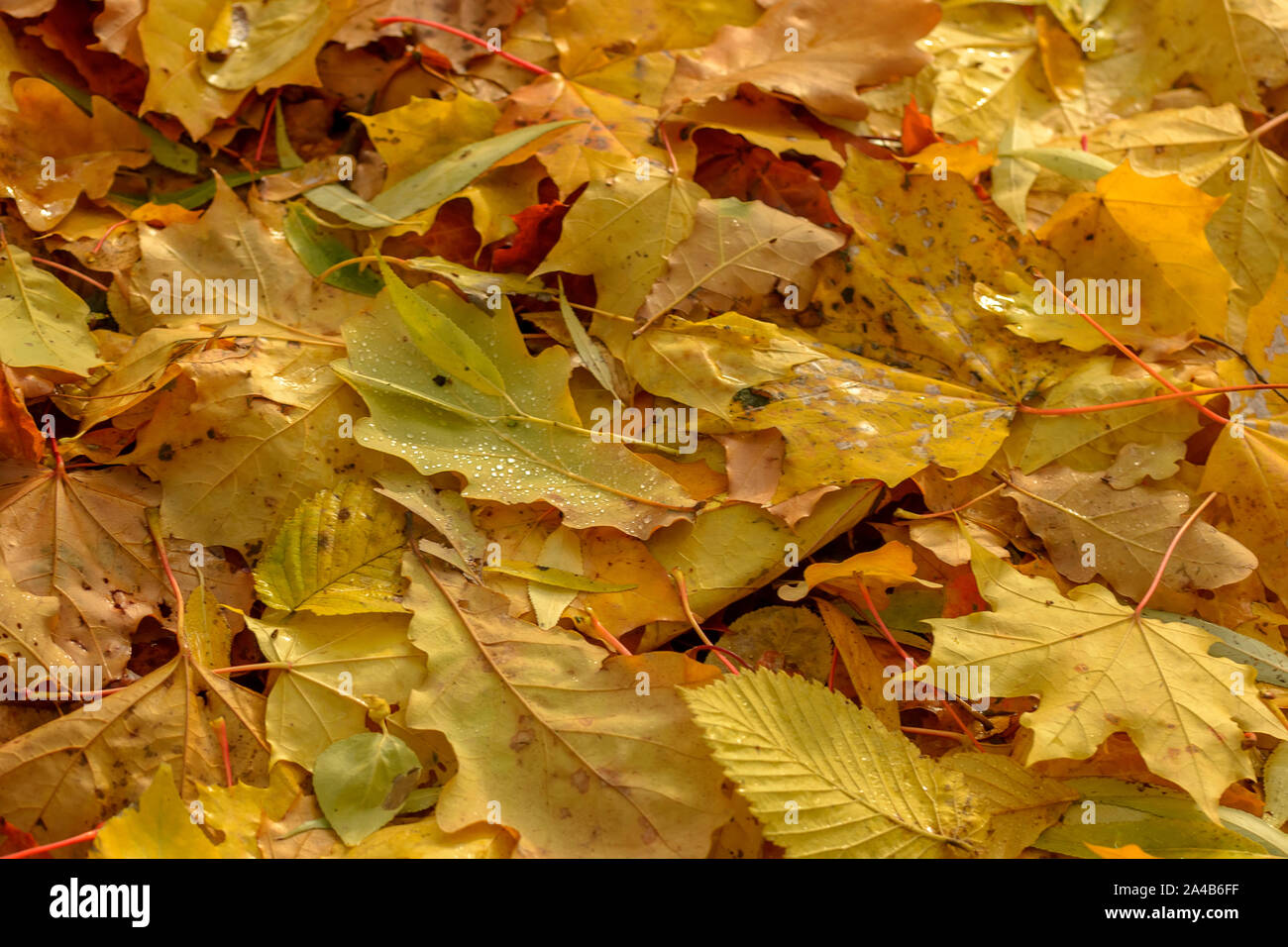 Texture of fallen leaves of different tree species on the ground Stock ...
