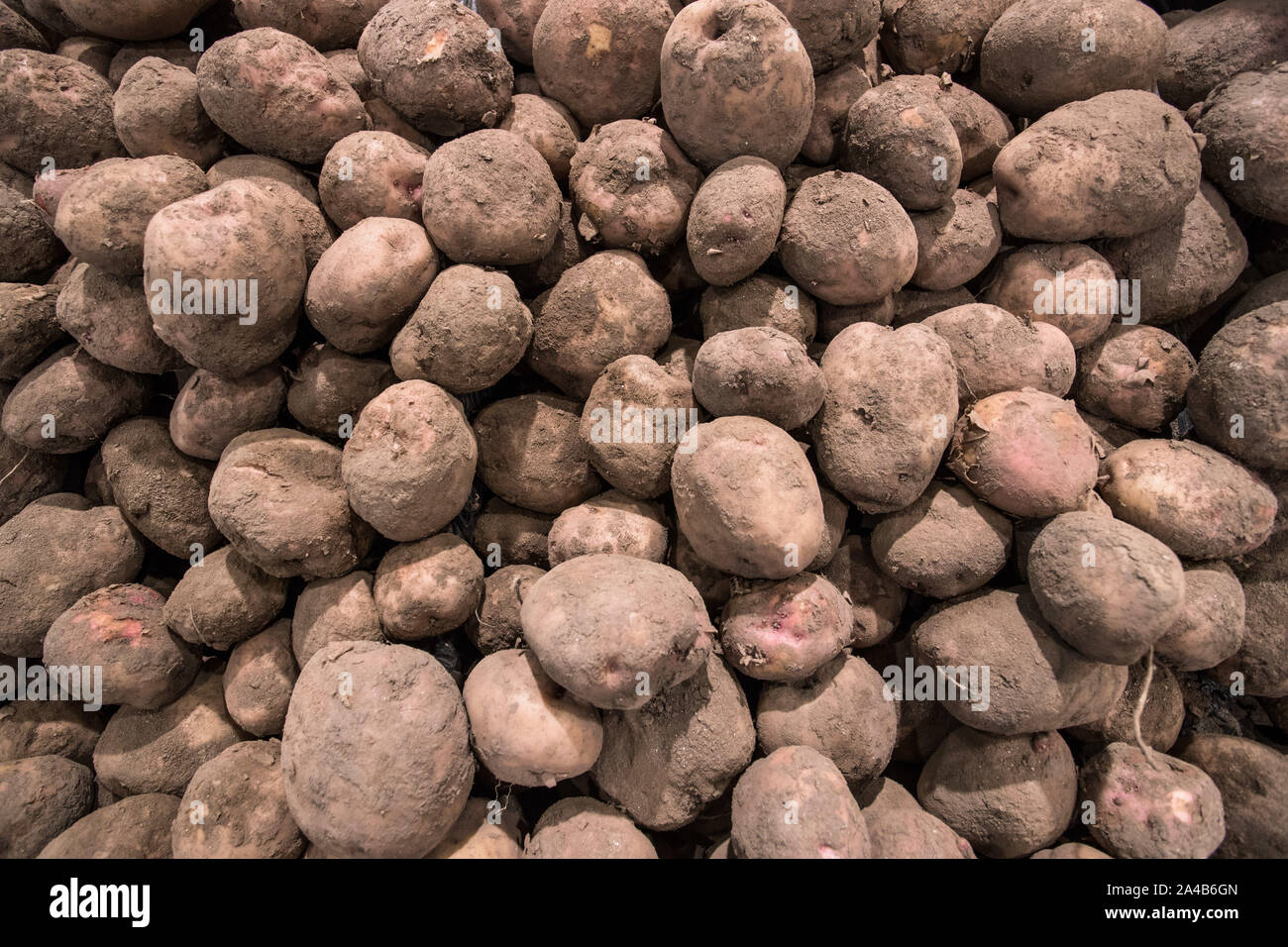 Unwashed potatoes hi-res stock photography and images - Alamy