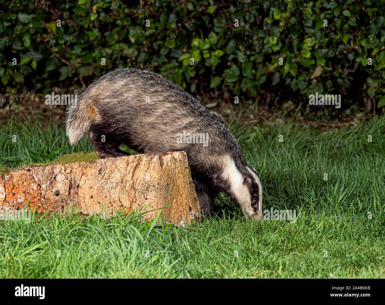 Eurasian Badger foraging for food Stock Photo - Alamy