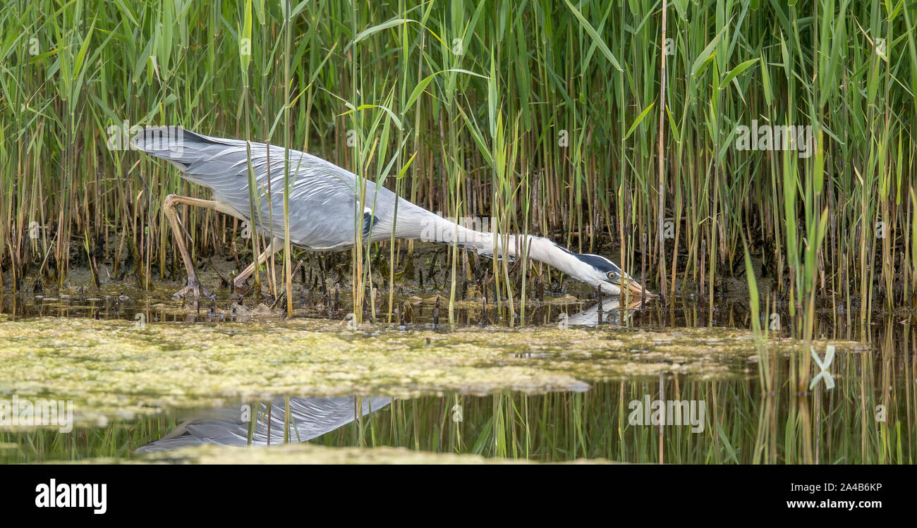 Lunging hi-res stock photography and images - Alamy