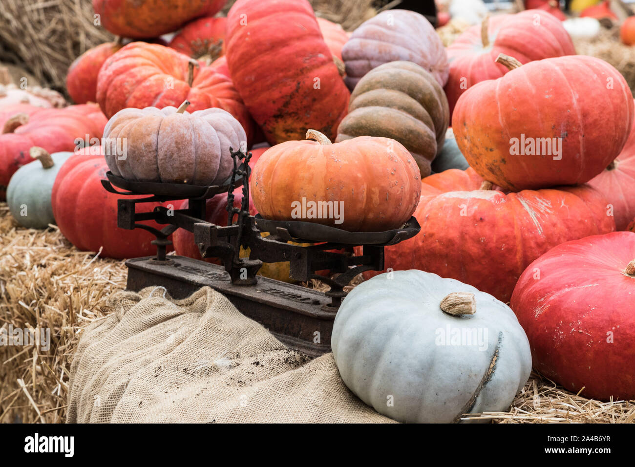 various types of pumpkins for sale at a market during autumn Stock ...