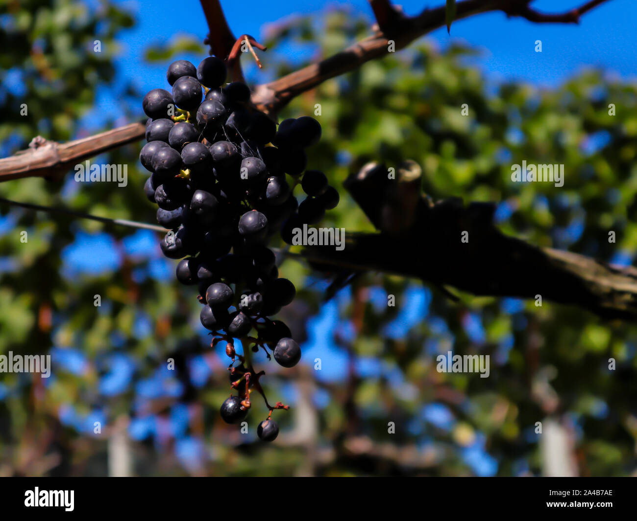 Hanging from the vine hi-res stock photography and images - Alamy
