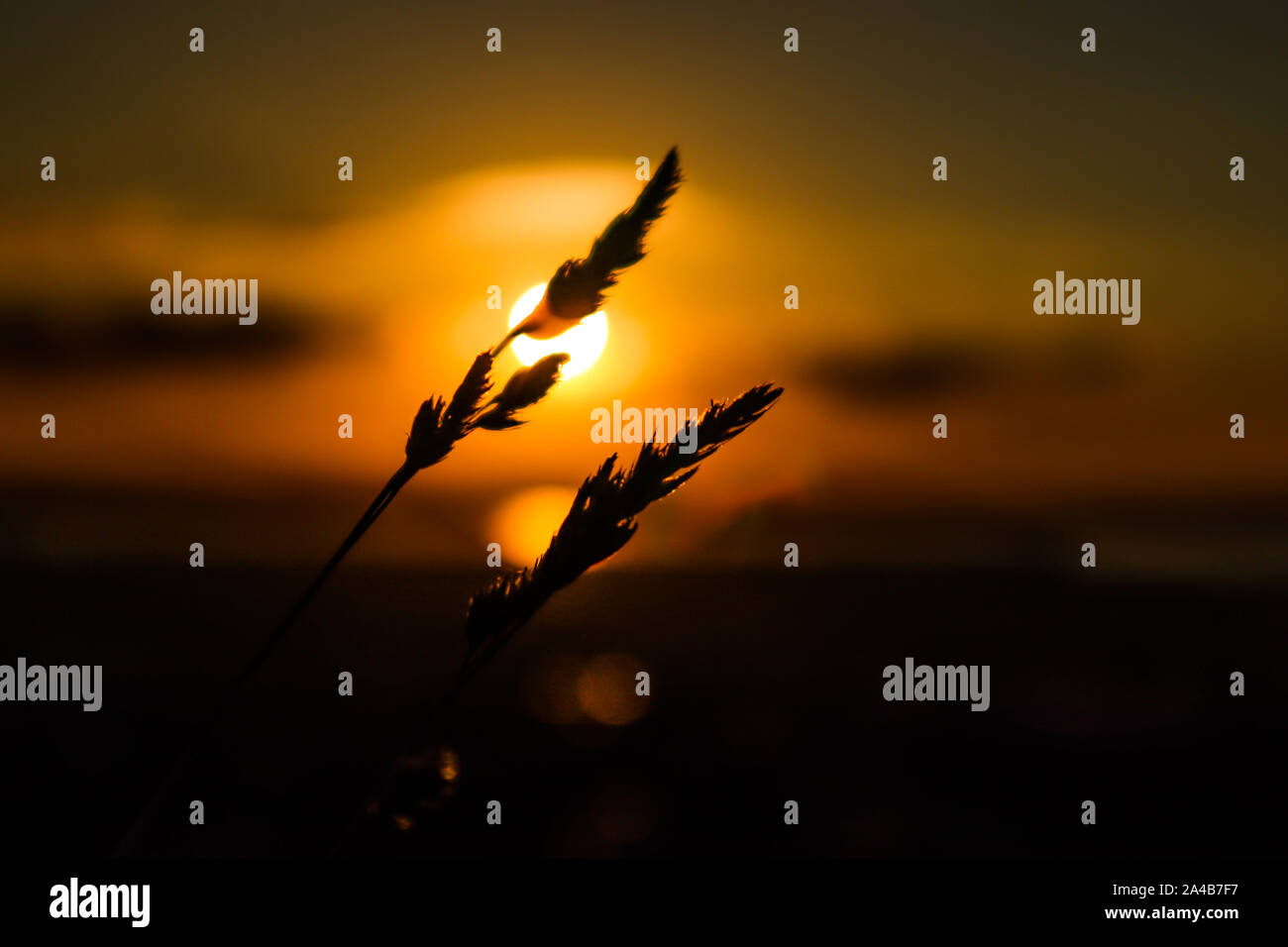 Tares High Resolution Stock Photography and Images - Alamy