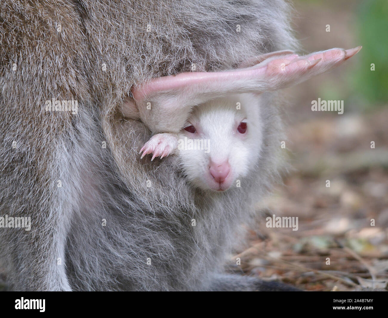 Finger pocket hi-res stock photography and images - Alamy