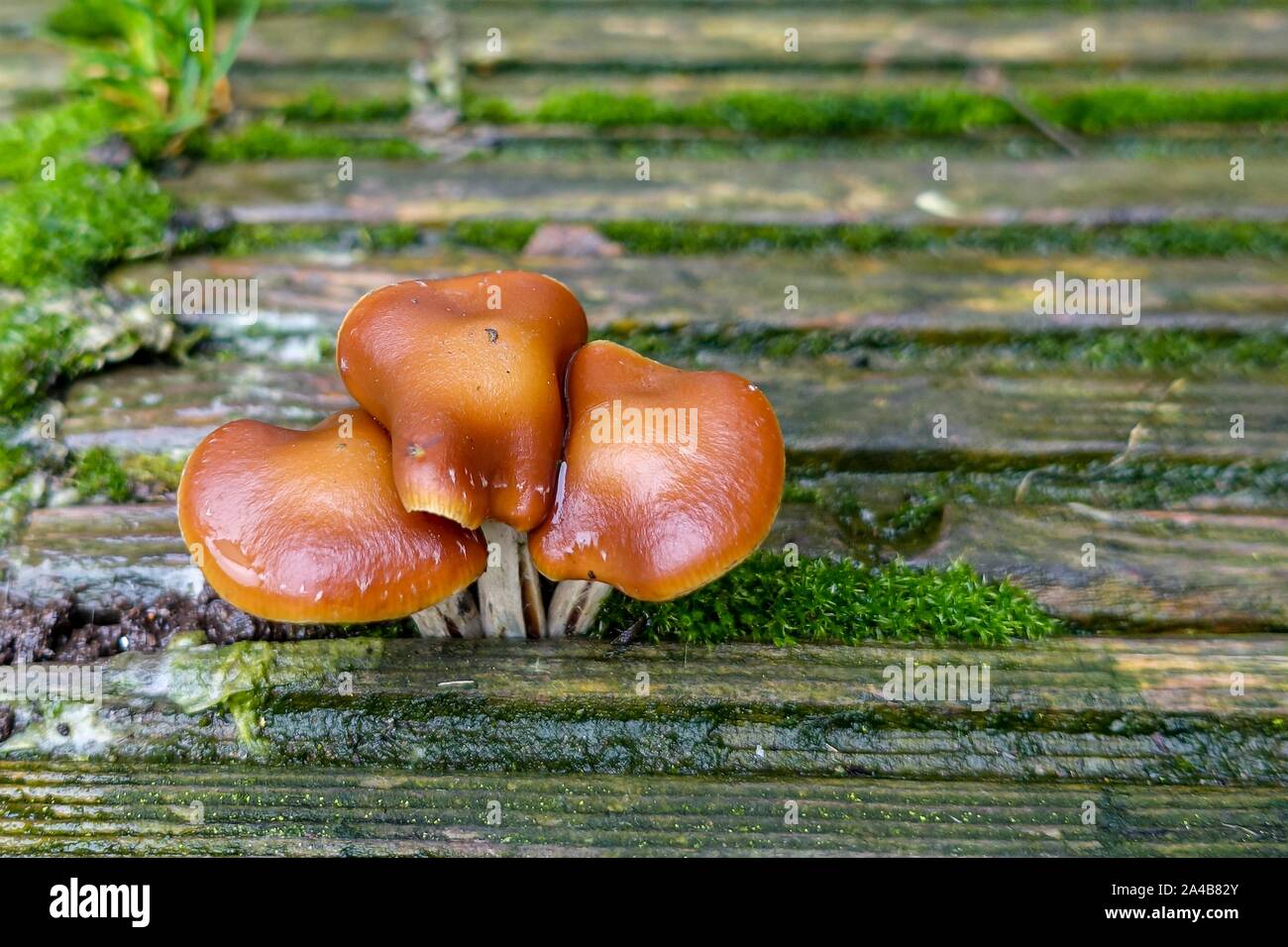 Light brown Toadstools growing out of some decking with shallow depth ...