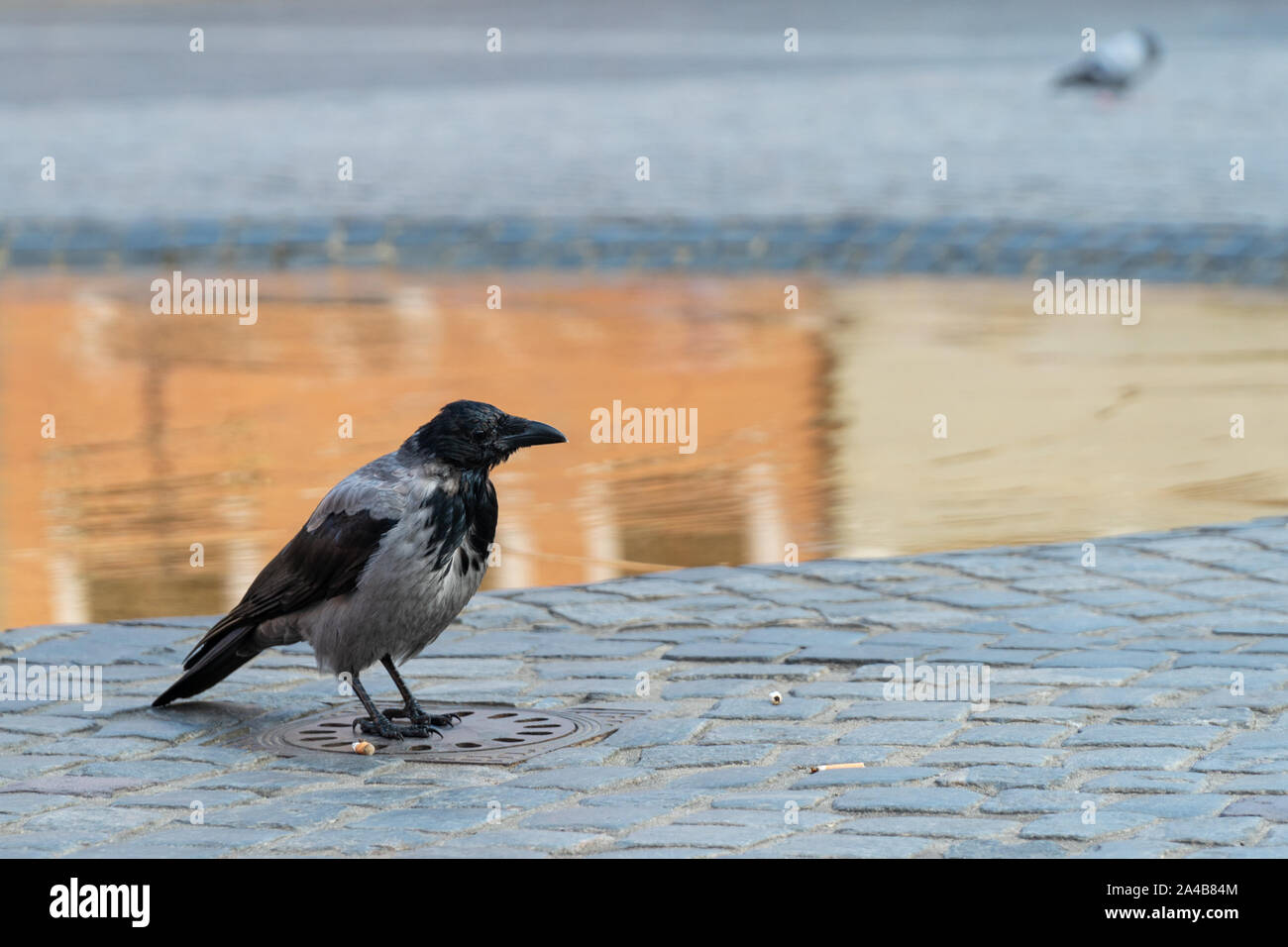 crow among cigarette butts Stock Photo - Alamy