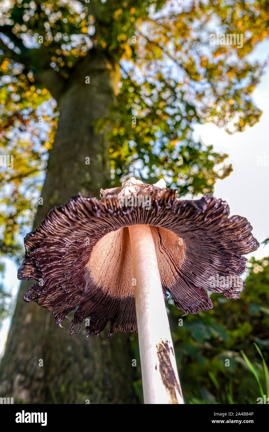 Underside of grey Toadstool that is just starting to rot away with ...