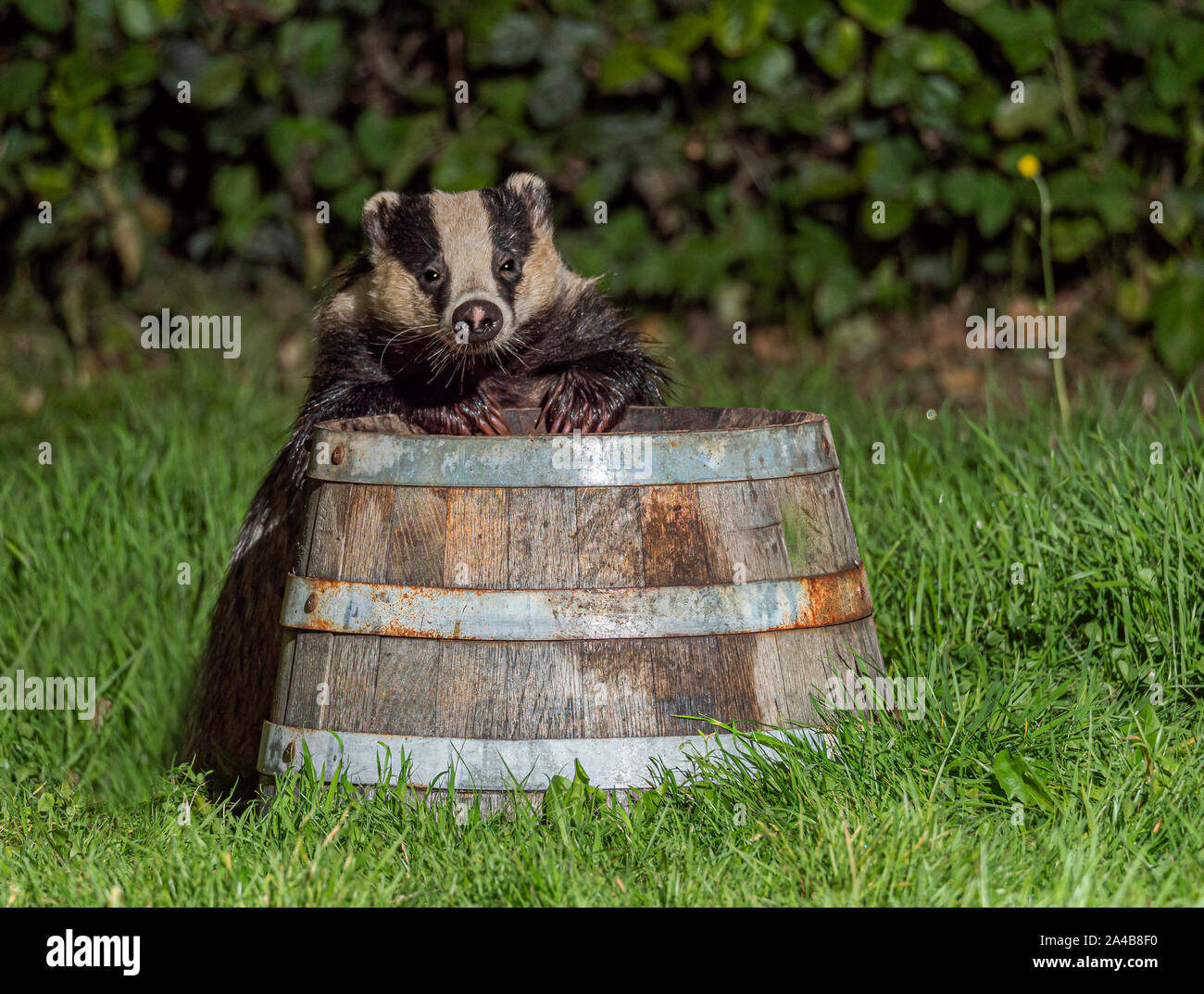 Eurasian Badger foraging for food Stock Photo - Alamy