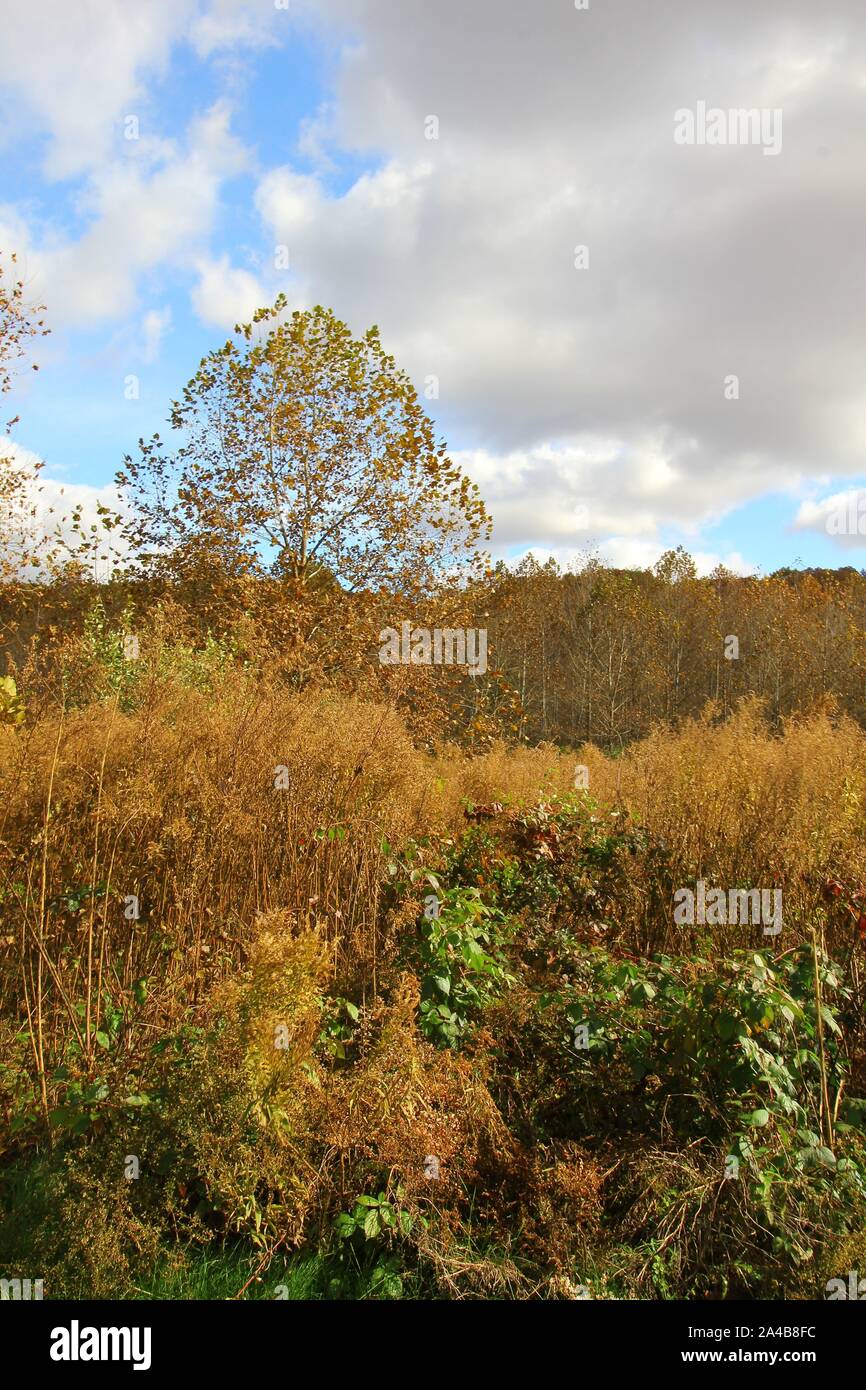Highbanks Metropark, River Bluff Section in Autumn, Columbus, Ohio ...