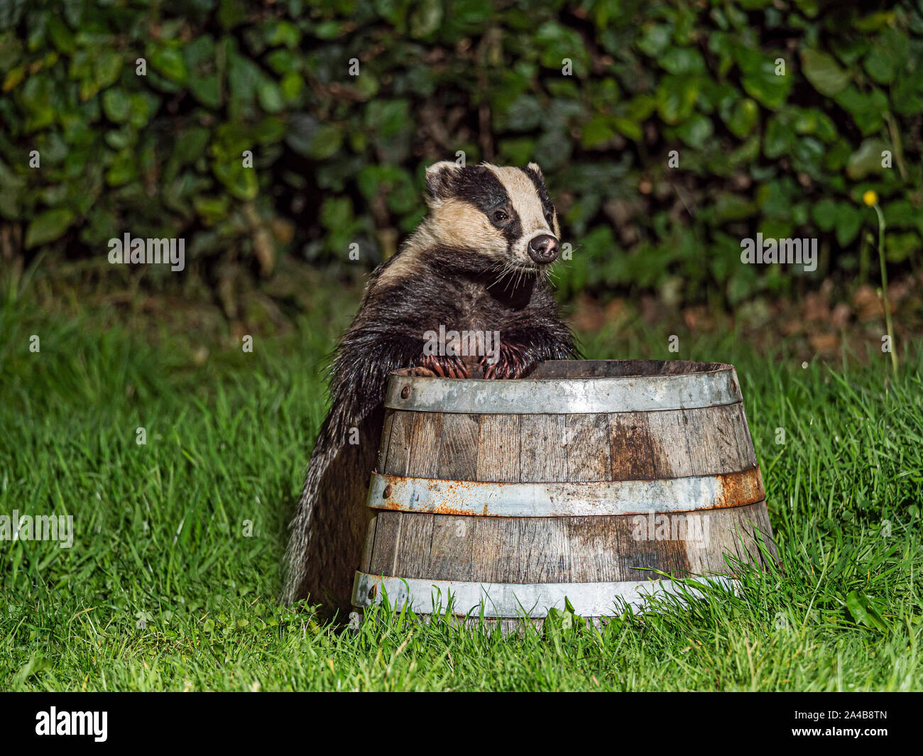 Eurasian Badger foraging for food Stock Photo - Alamy