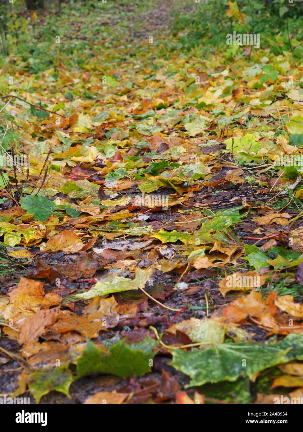 Autumn leaves on the ground Stock Photo - Alamy