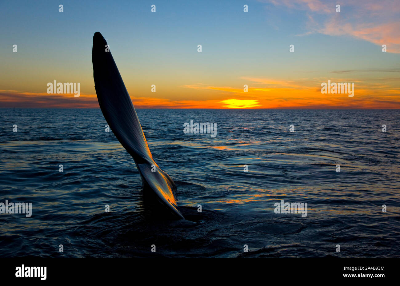 Ballena franca austral o meridional (Euabalaena australis),Puerto ...