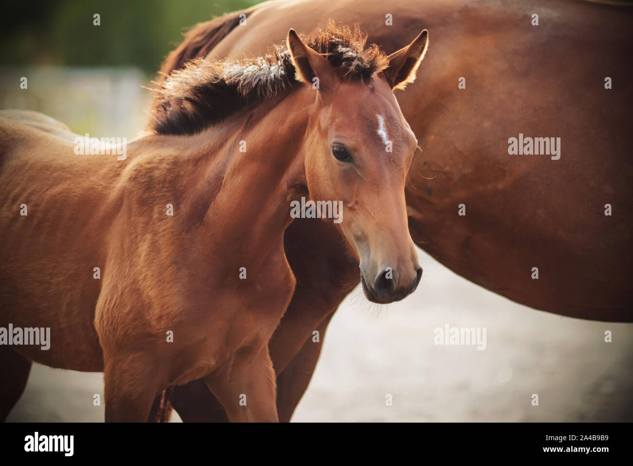 A Bay colt with a white spot on his forehead stands beside his mother ...