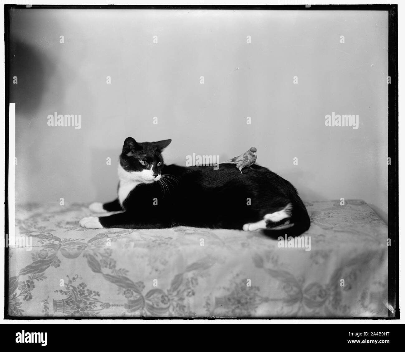 Timmons hi-res stock photography and images - Alamy