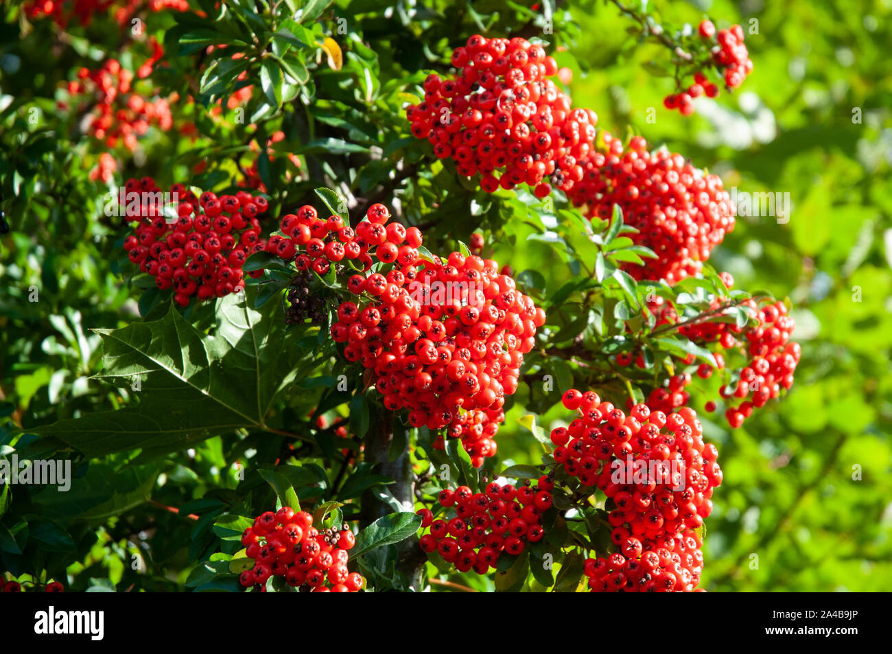 ripe red fruits of a pyracantha shrub or firethorn at hedge in sunlight ...