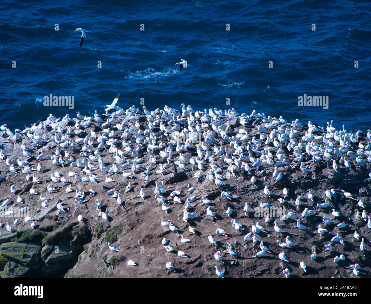 Scottish seabirds hi-res stock photography and images - Alamy