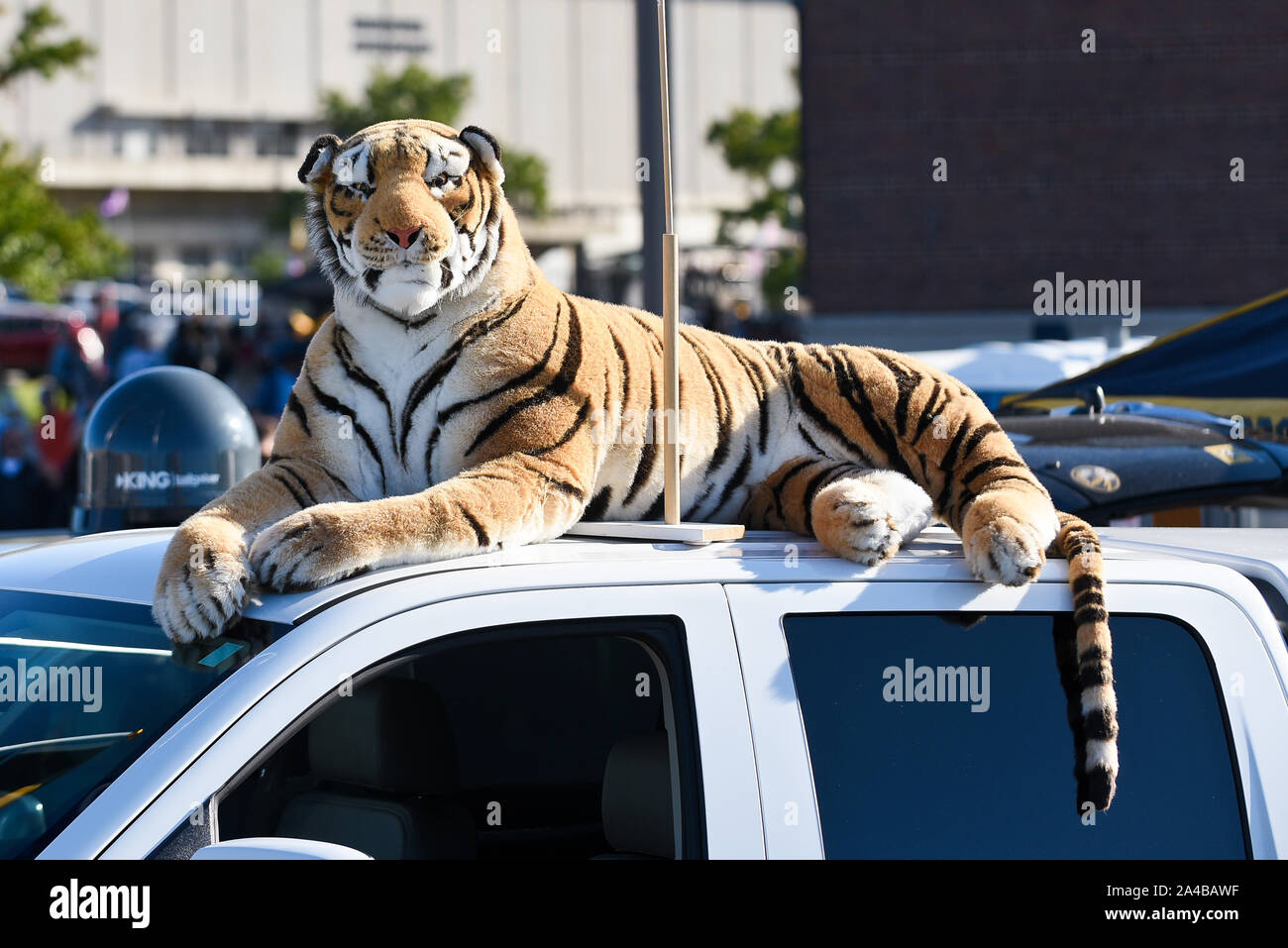 Tiger on top of car hi-res stock photography and images - Alamy