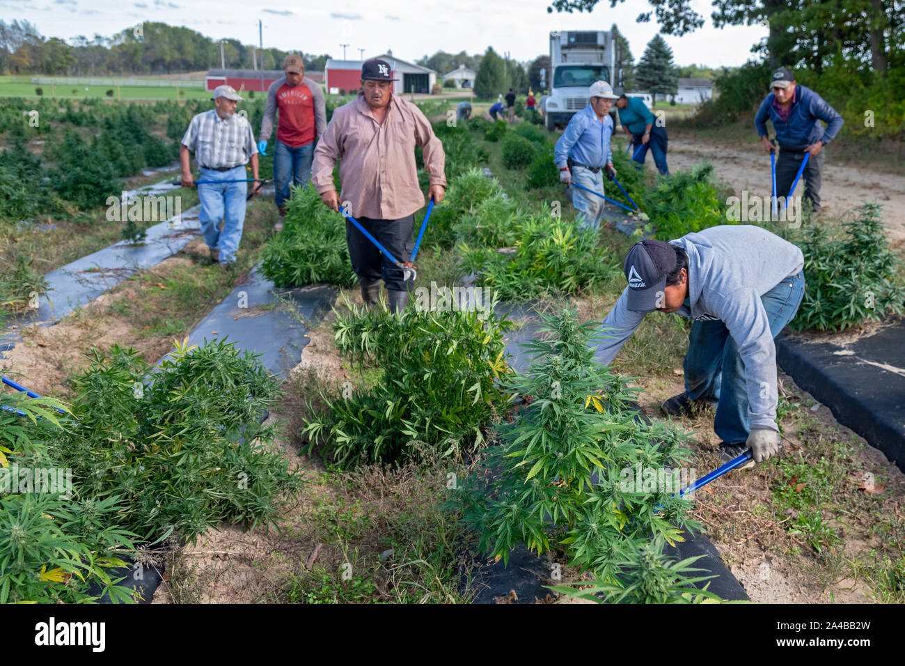 Worker harvesting crop hi-res stock photography and images - Alamy