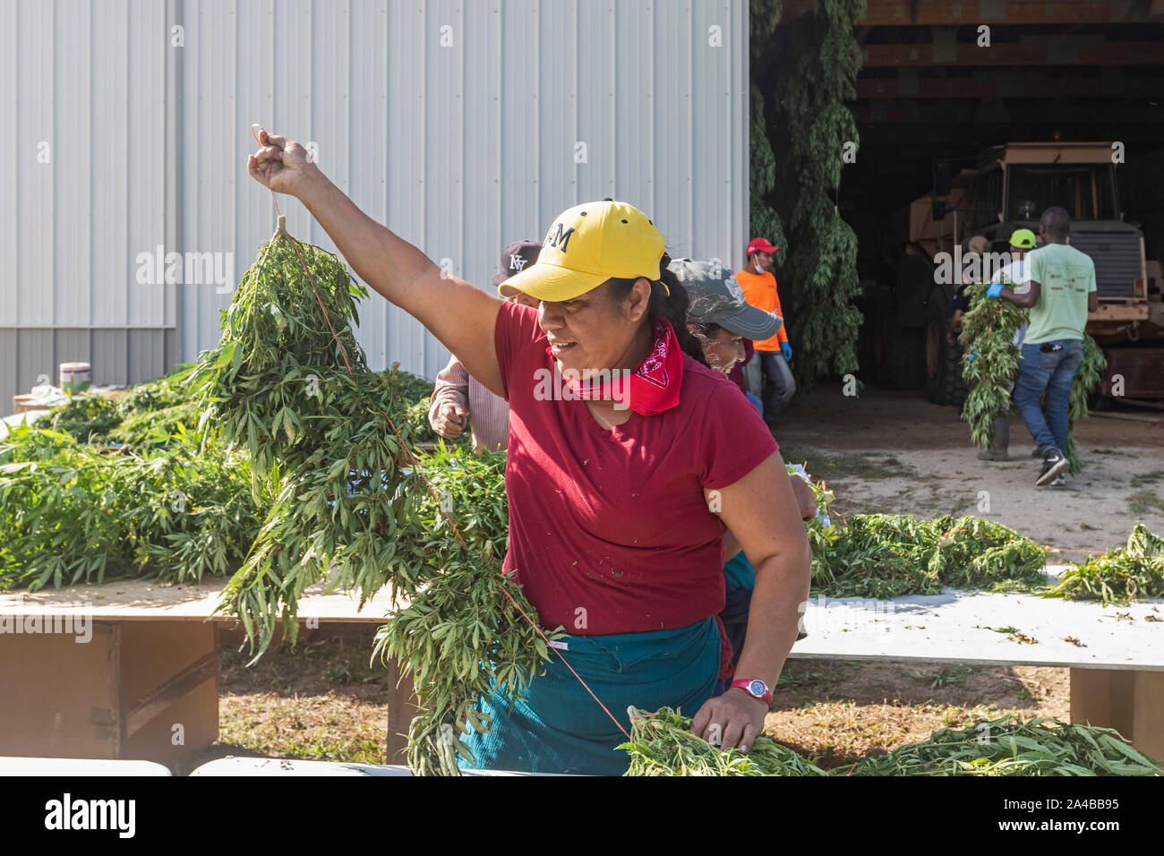 Paw Paw, Michigan - After harvesting hemp plants at the Paw Paw Hemp ...
