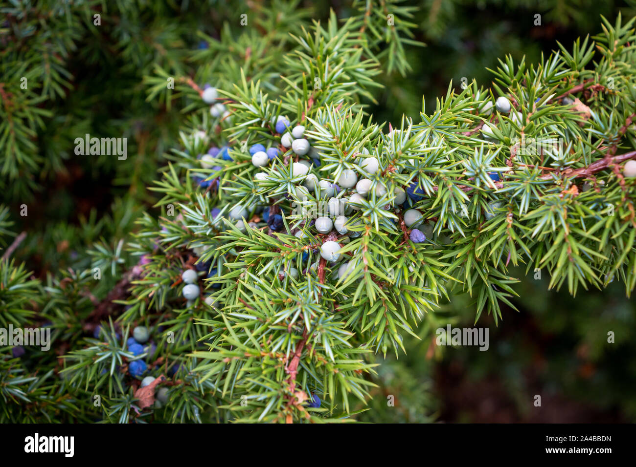 Berries growing tree branch berry fruit hi-res stock photography and ...