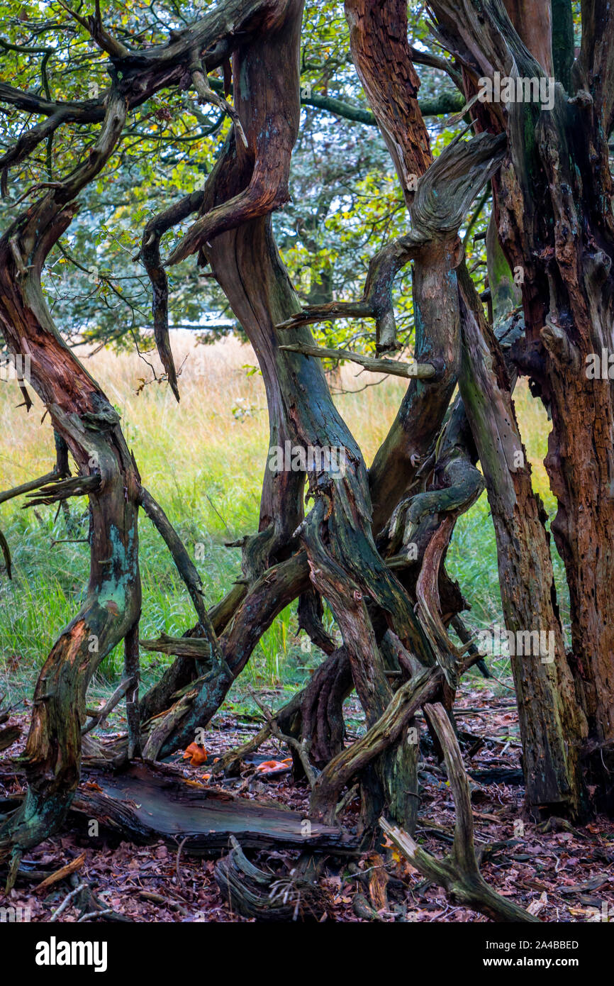 Dead tree with strangely curved and broken branches, picture taken in ...