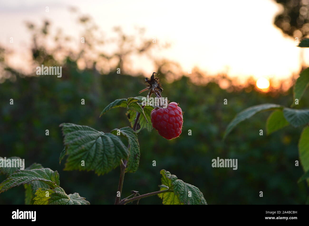 Fruit picking at home hi-res stock photography and images - Alamy