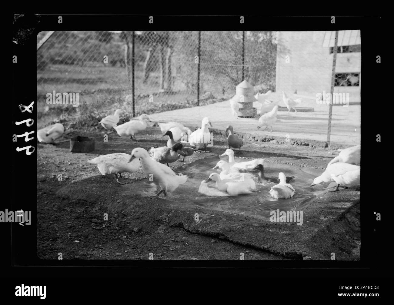 The Bethlehem Poultry Farm. (Esan Safieh). Duck pond Stock Photo - Alamy