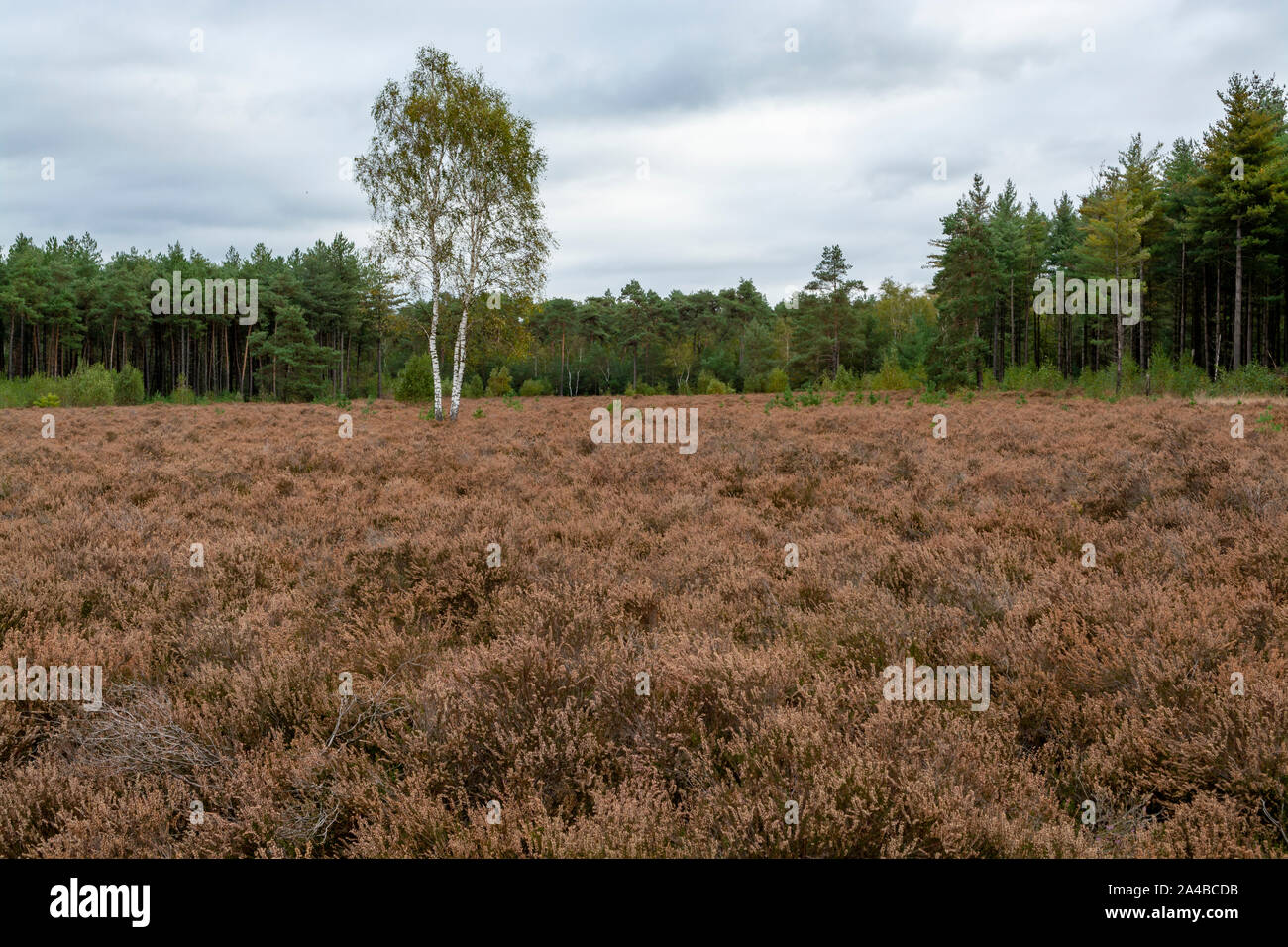 Landscape with green Kempen forests in North Brabant, Netherlands in ...