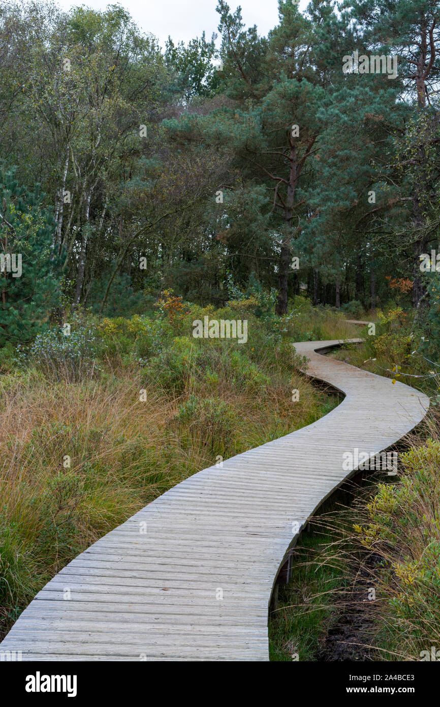 Landscape with green Kempen forests in North Brabant, Netherlands in ...