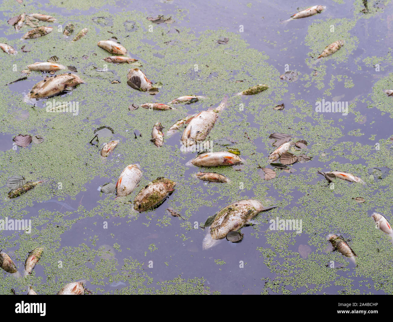 Dead fish in the lake Stock Photo - Alamy