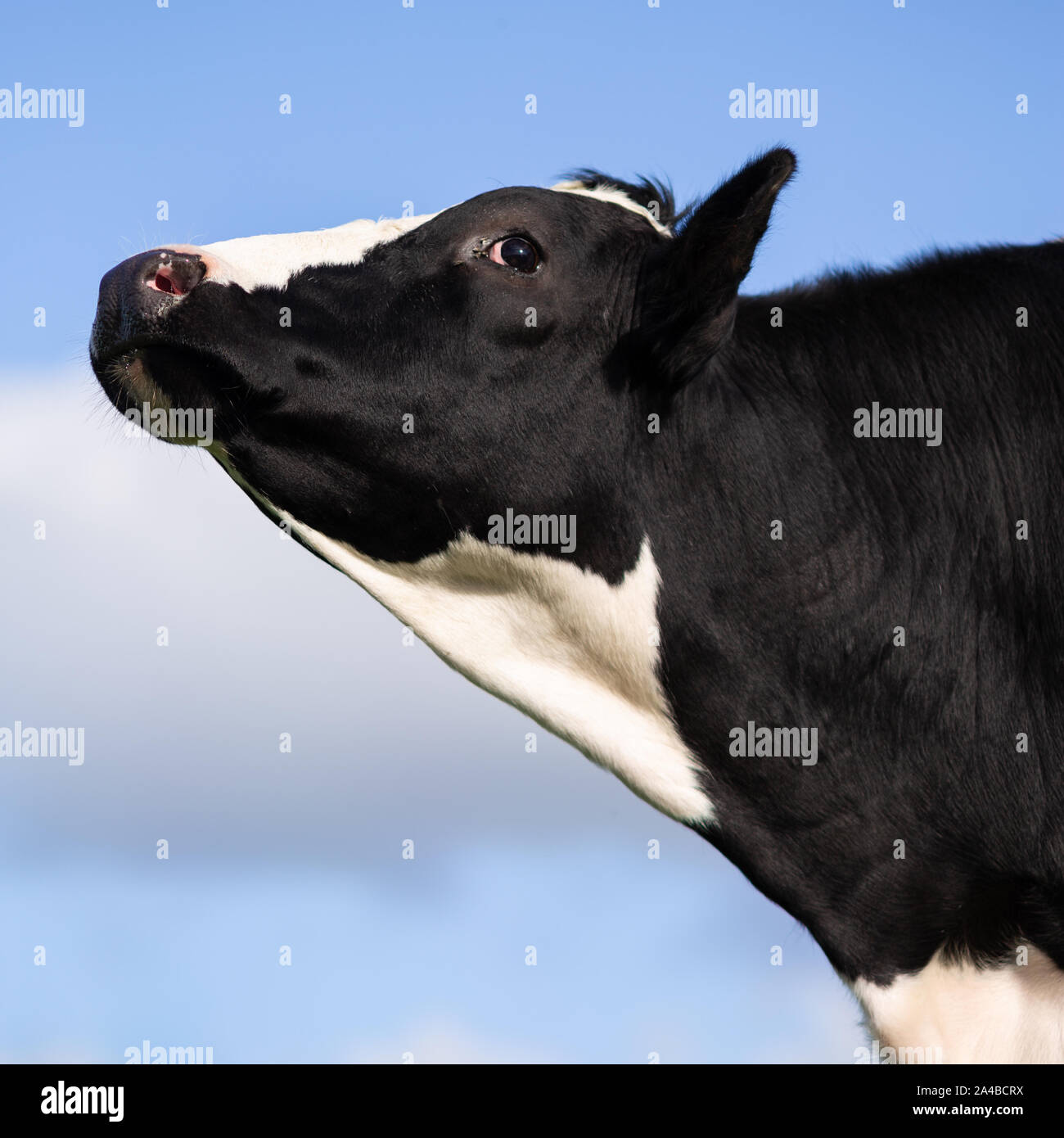 Black and white cow with head in the air over blue Stock Photo - Alamy
