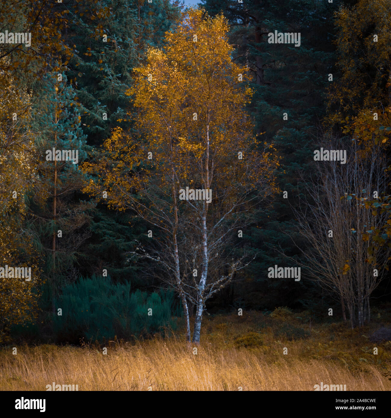 Birch tree square hi-res stock photography and images - Alamy