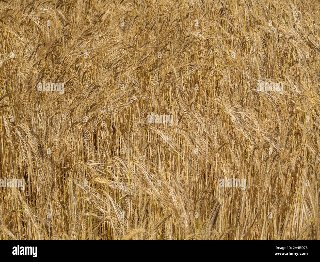 Golden Corn Field Agriculture Texture Stock Photo - Alamy