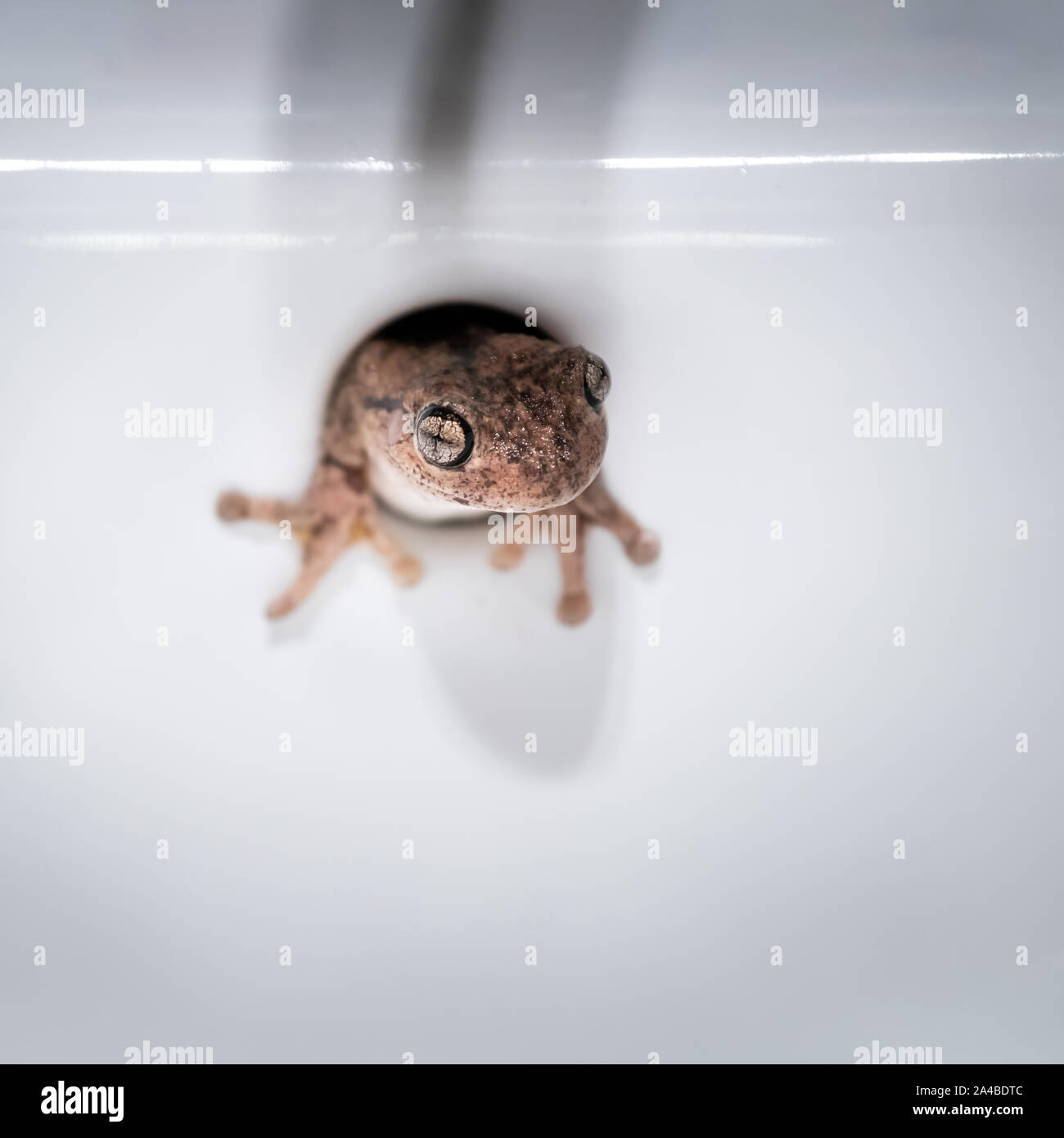 Wild animal invading home hi-res stock photography and images - Alamy