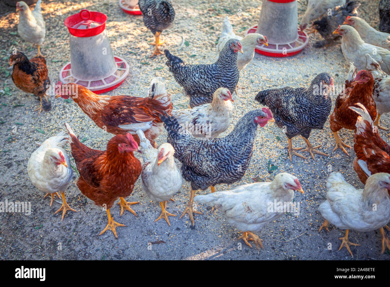 outdoor chicken farm, birds feeding Stock Photo - Alamy