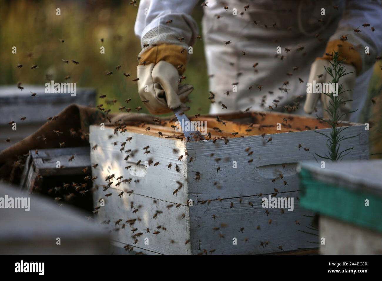 Gaza. 13th Oct, 2019. Palestinian female beekeeper Samar Elbaa checks a ...