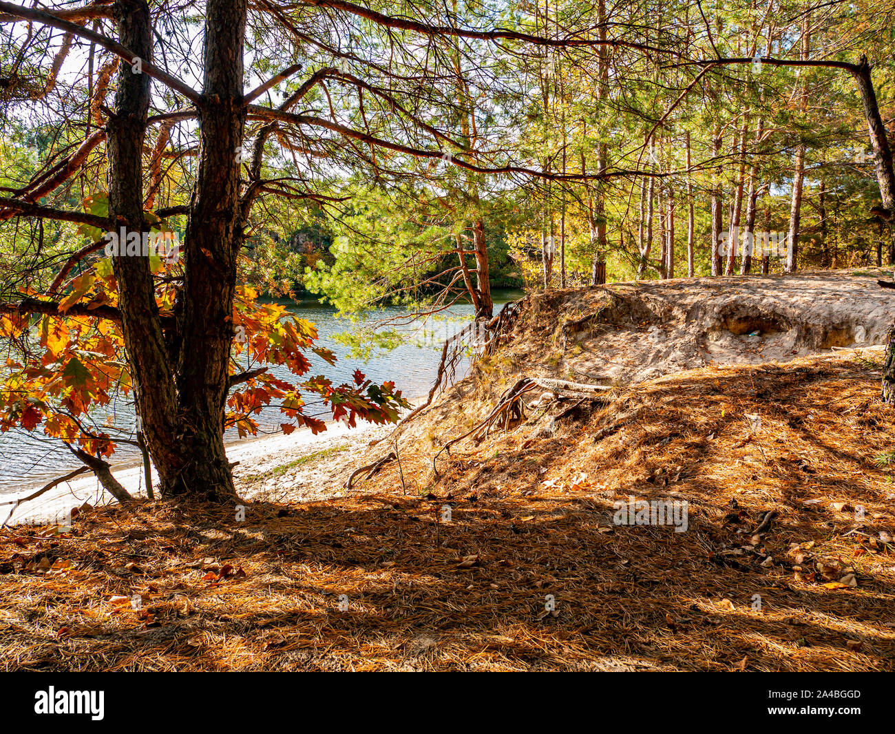 Sandy shore of a forest river in pines. Water. Background image. River ...