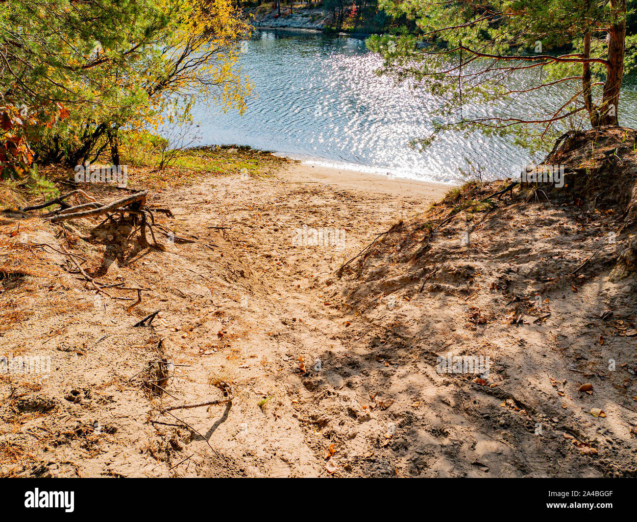 Sandy shore of a forest river in pines. Water. Background image. River ...