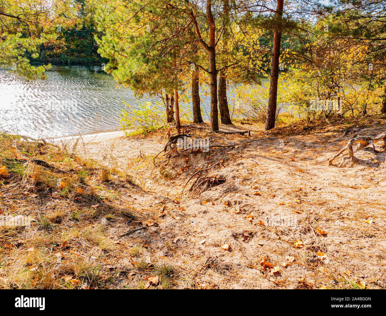 Sandy shore of a forest river in pines. Water. Background image. River ...