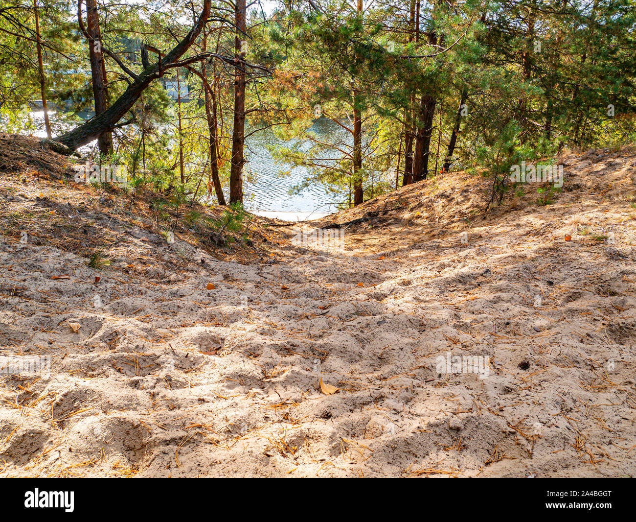 Sandy shore of a forest river in pines. Water. Background image. River ...