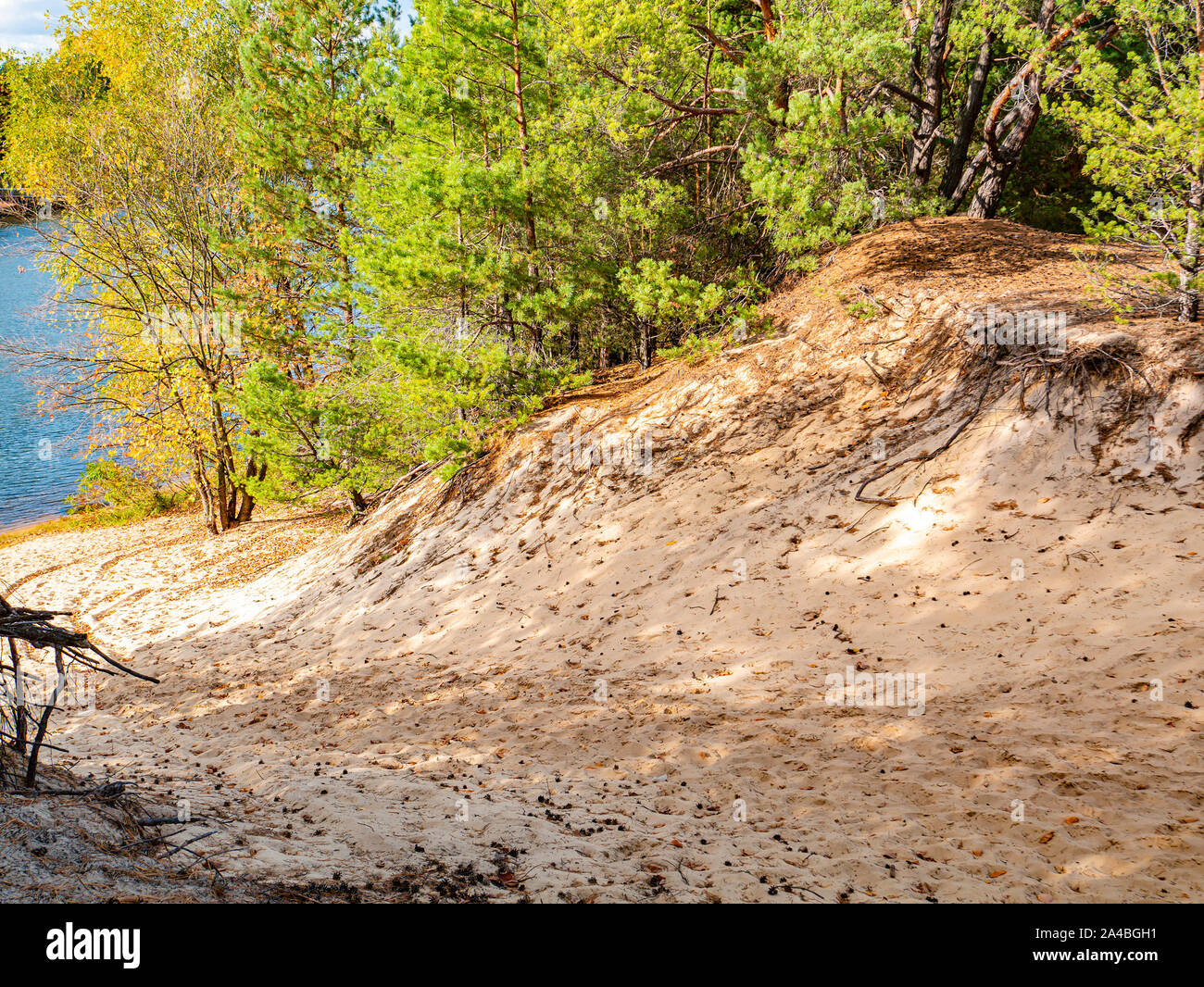 Sandy shore of a forest river in pines. Water. Background image. River ...