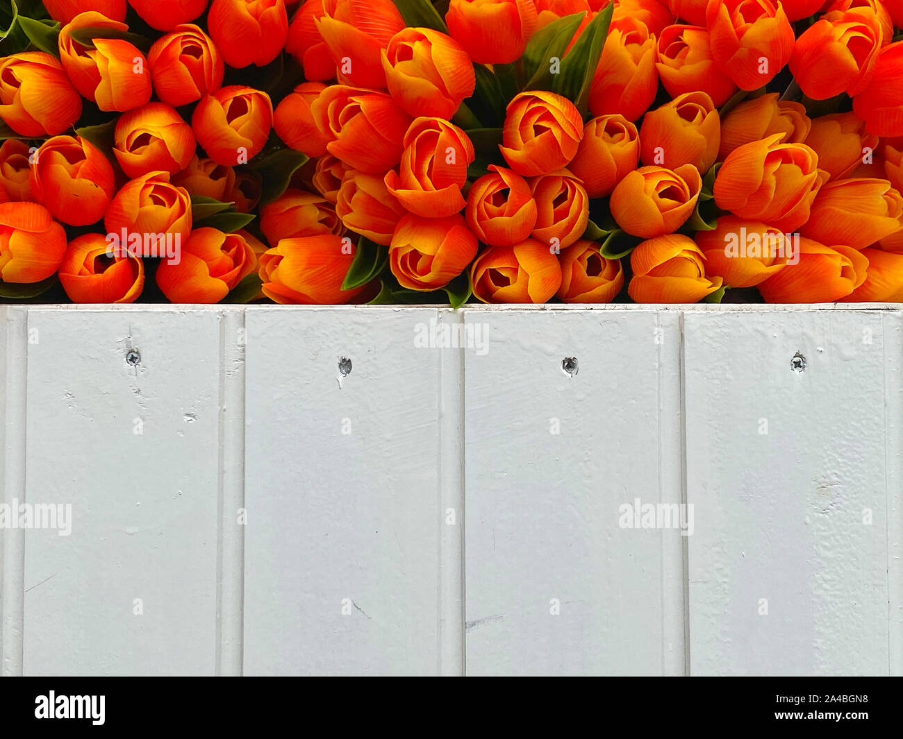 Wooden tulips in the shop in Volendam. Volendam is a town in North ...