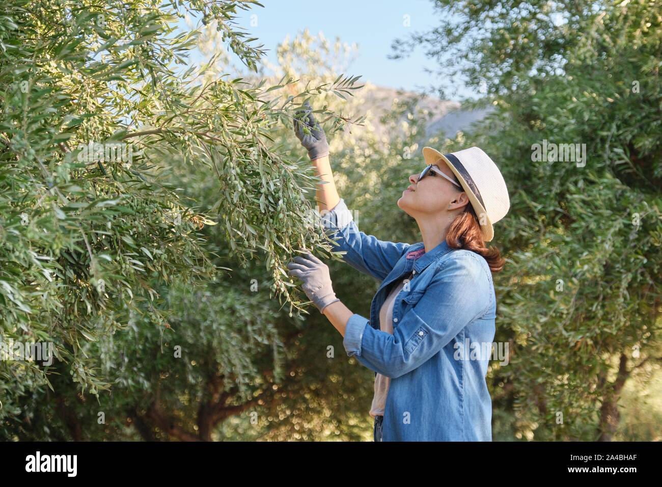 Olive Tree Garden High Resolution Stock Photography and Images - Alamy