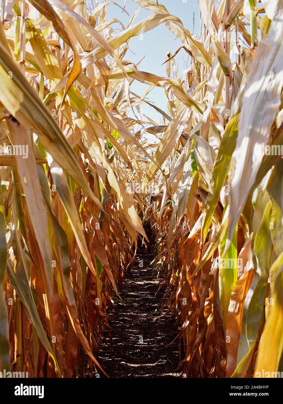 Late summer cornfield ready for harvesting at the Central Experimental ...