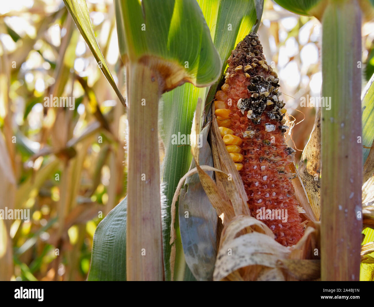 Rotting crops hi-res stock photography and images - Alamy