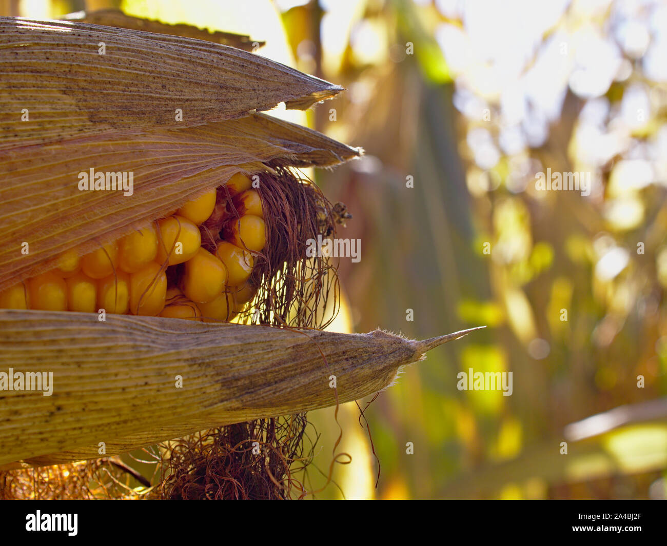 Z mays hi-res stock photography and images - Alamy