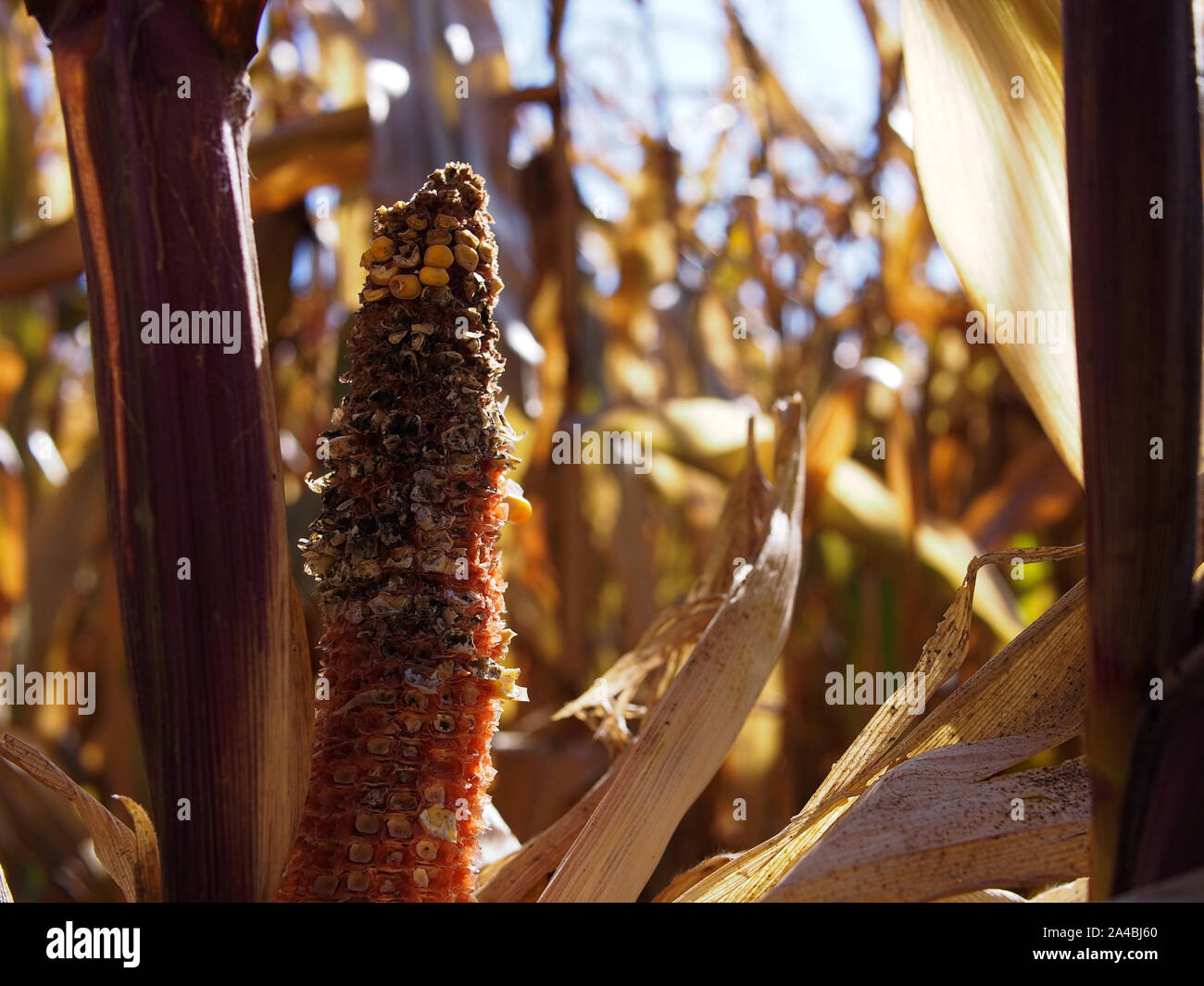 Corn rotting on the cob at the Central Experimental Farm, Agriculture ...