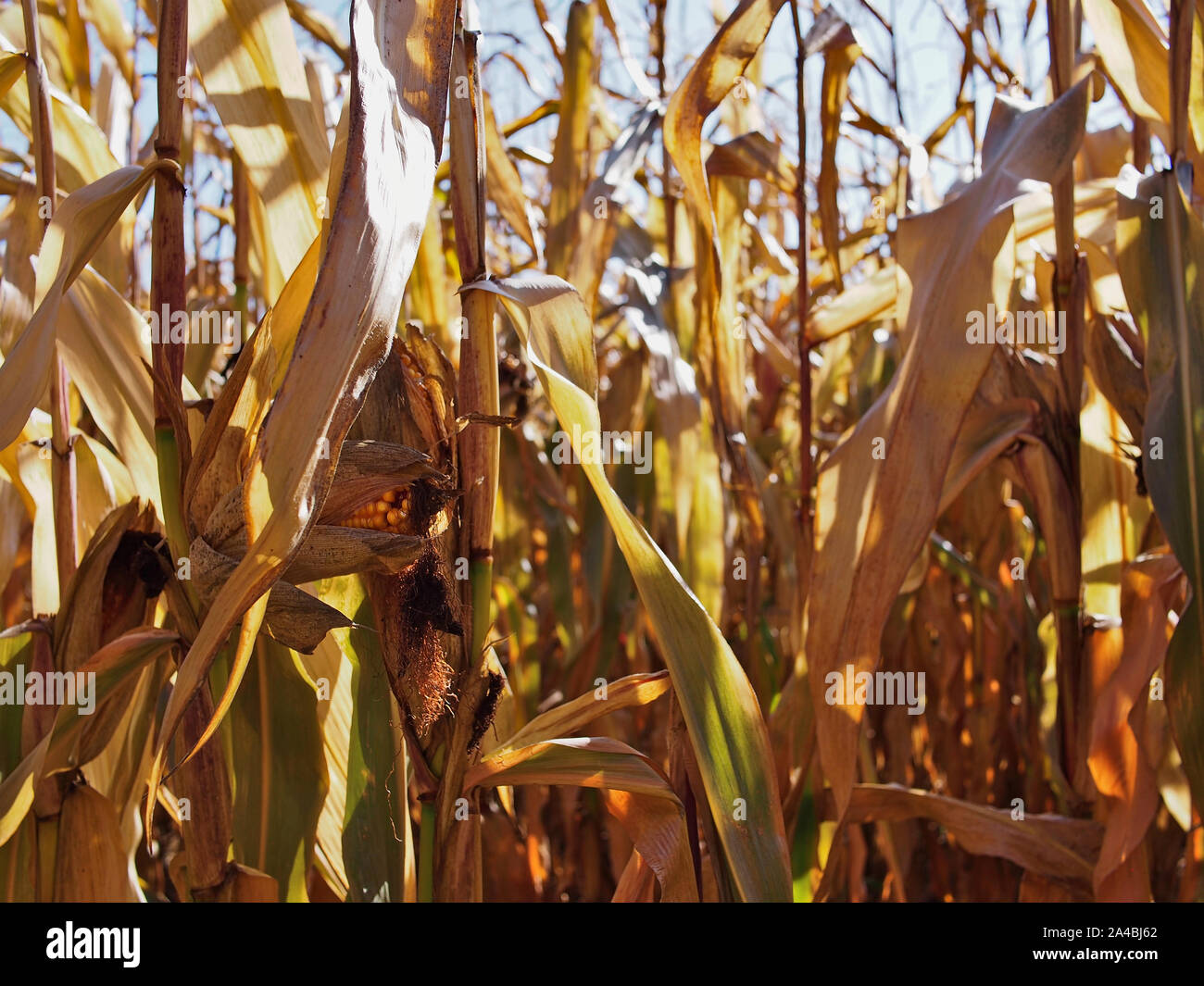 Corn field maize plants ready for harvest hi-res stock photography and ...